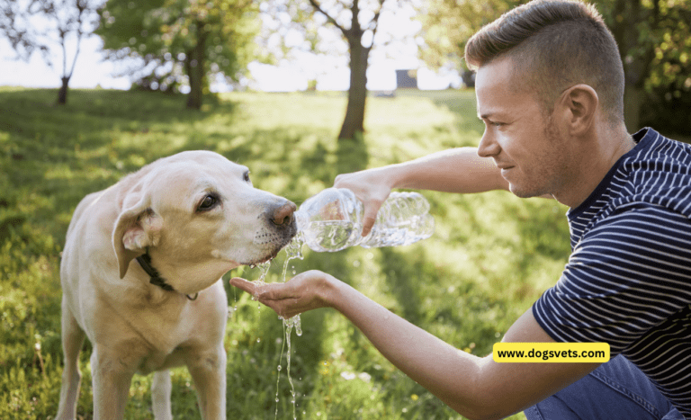 Dog Water Safety Tips