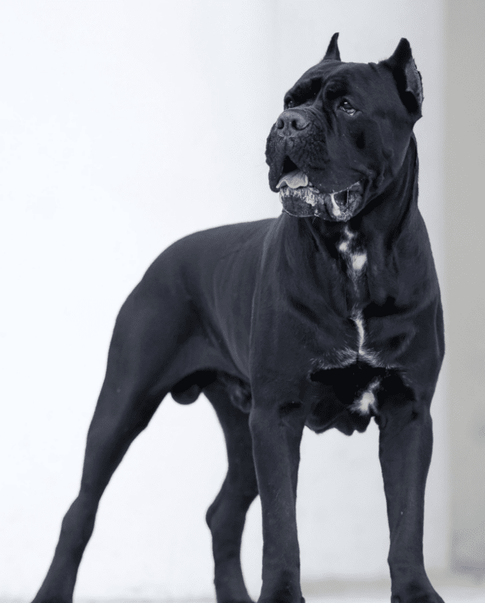 25 Most Expensive Dog Breeds: Price And Lifespan (2024) | 2025