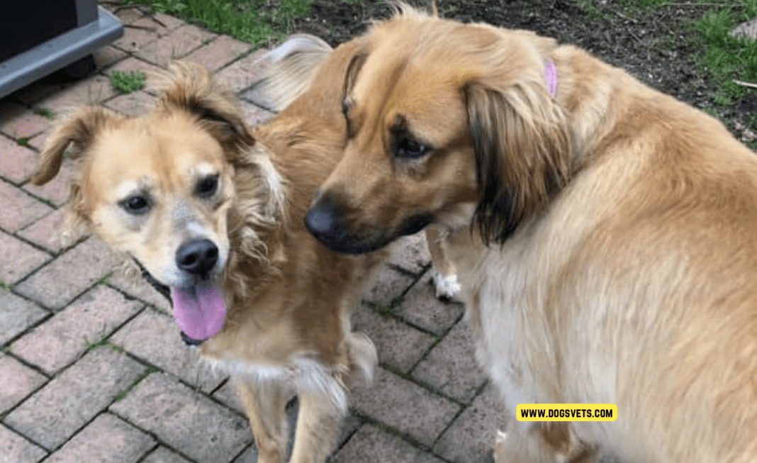 Introducing A New Dog To A Jealous Dog - 10 Tips To Know | 2025