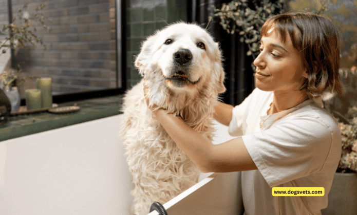 How To Properly Wash A Dog's Paws | 2025