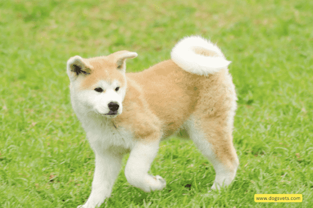 Why Are Akita Dogs Dangerous? + 10 Facts You Need to Know