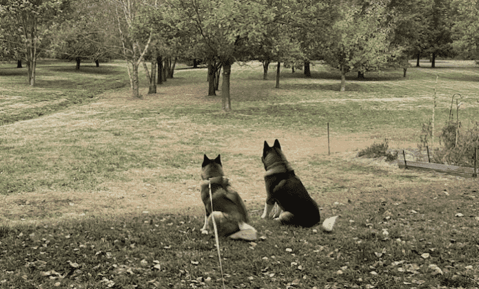 Why Are Akita Dogs Dangerous? + 10 Facts You Need to Know