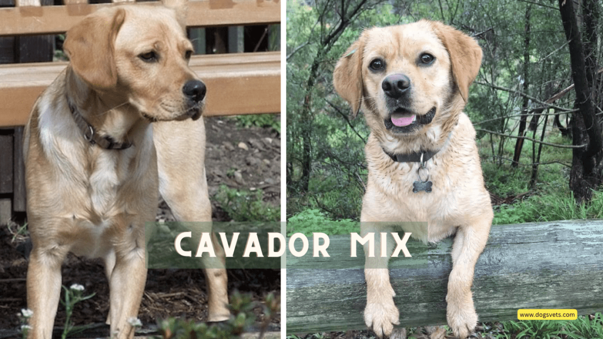 Everything You Need to Know About the Adorable and Energetic Cavador Dog