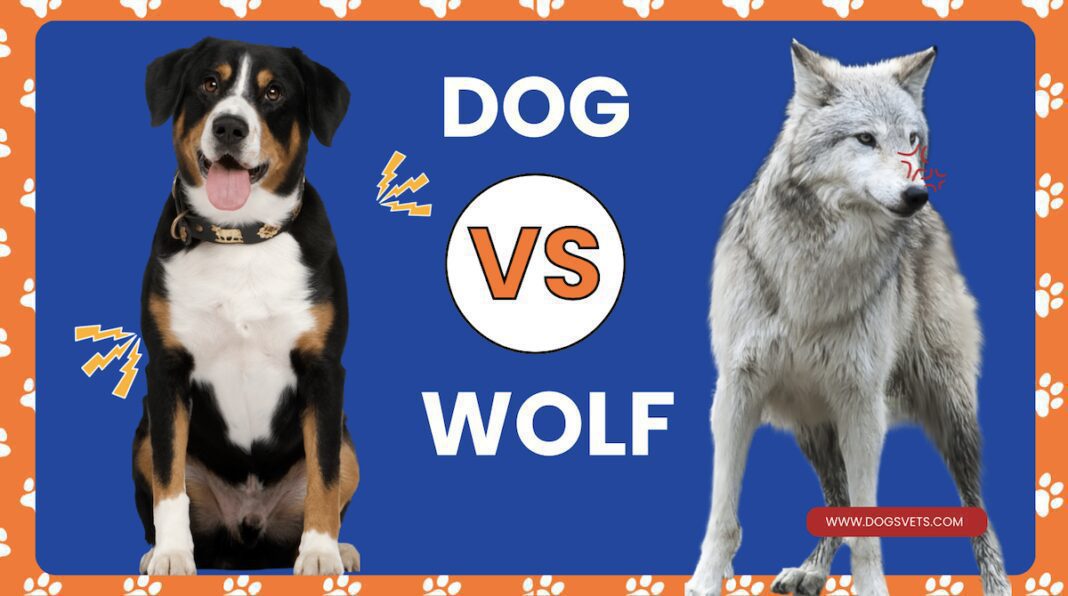 Wolf vs. Dog: Analyzing the Characteristics of Wild and Domestic Canines