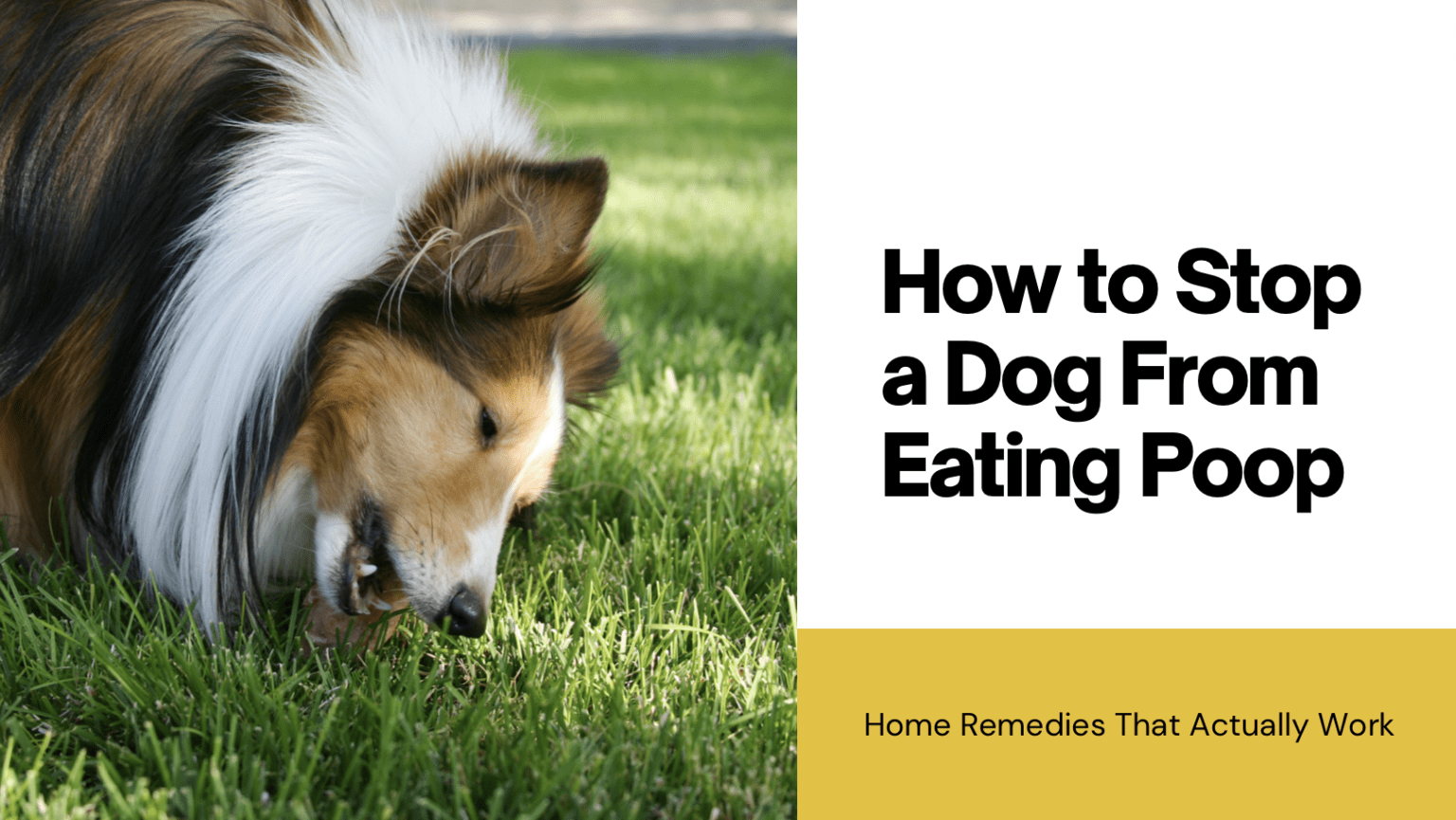 How To Stop A Dog From Eating Poop: Home Remedies That Actually Work | 2025
