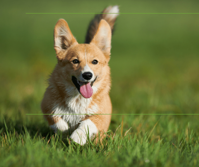 Beyond Adorable: 5 Short-Legged Dog Breeds For Every Lifestyle | 2025