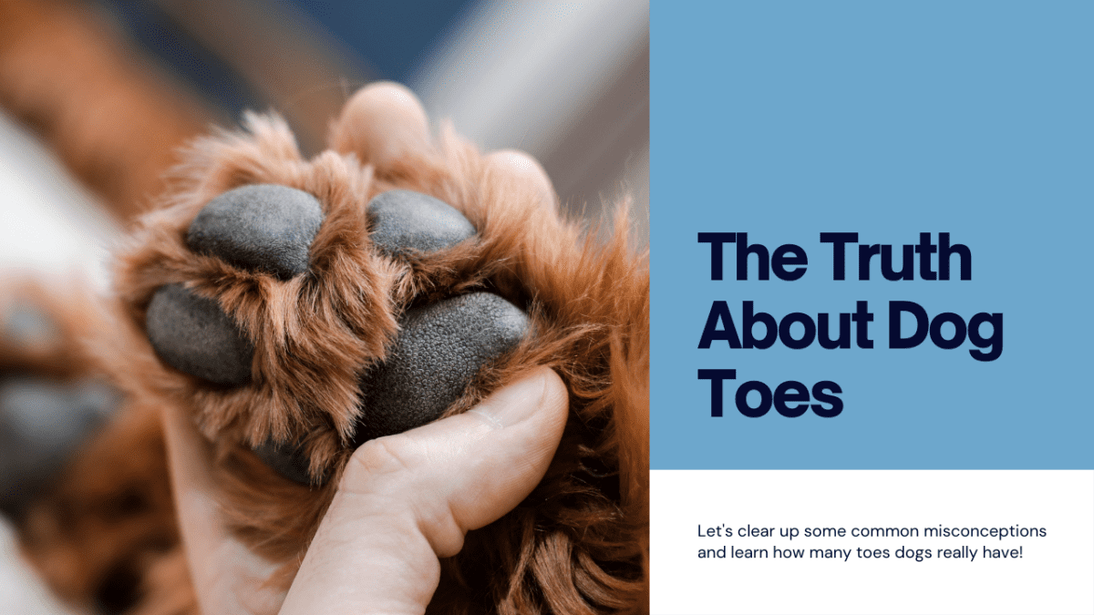 How Many Toes Do Dogs Have? Unveiling The Surprising Truth!" | 2024