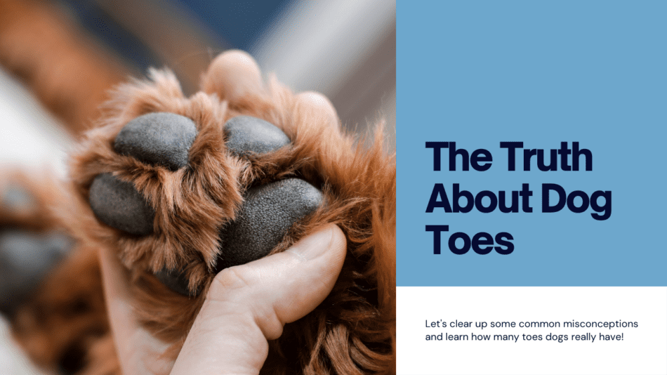 How Many Toes Do Dogs Have? Unveiling the Surprising Truth!"