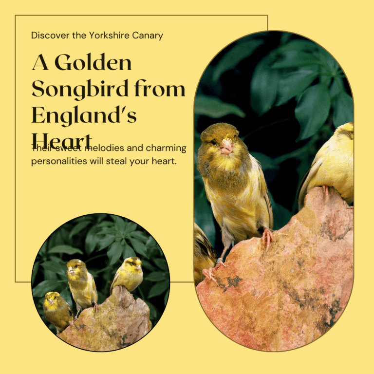 The Yorkshire Canary: A Golden Songbird from England's Heart