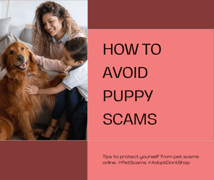 How To Spot A Puppy Scam Online: Protect Yourself And Your Family