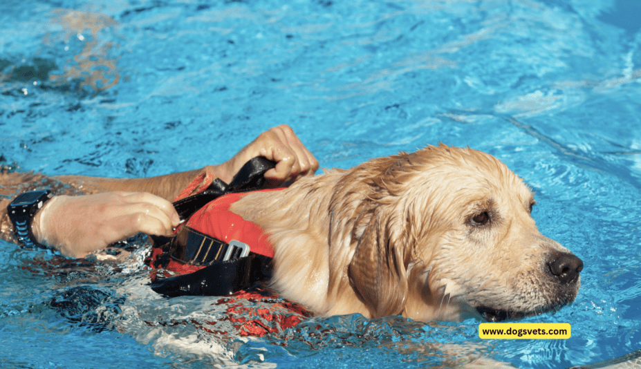 Beyond Sniffing Treats: The Amazing Ways Dogs Rescue People from Drowning