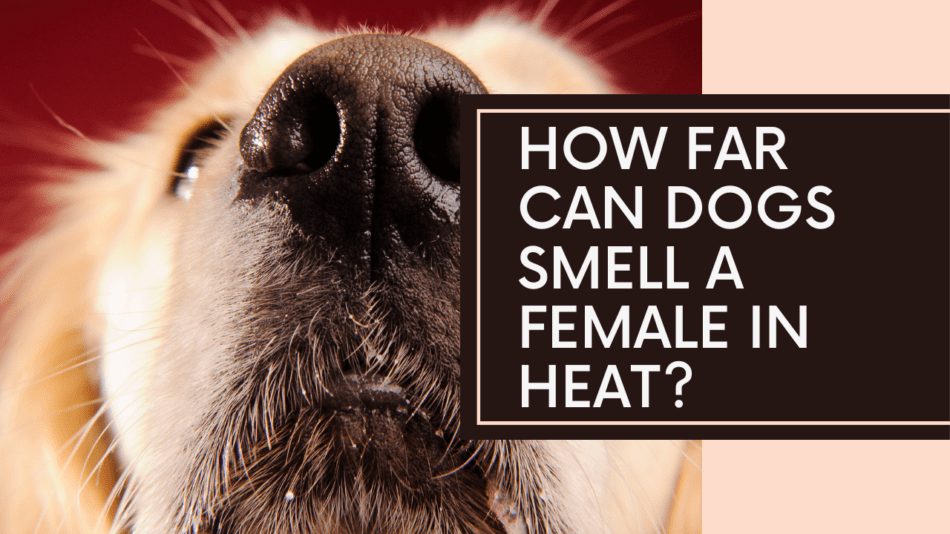 How Far Can Dogs Smell A Female In Heat? The Surprising Answer