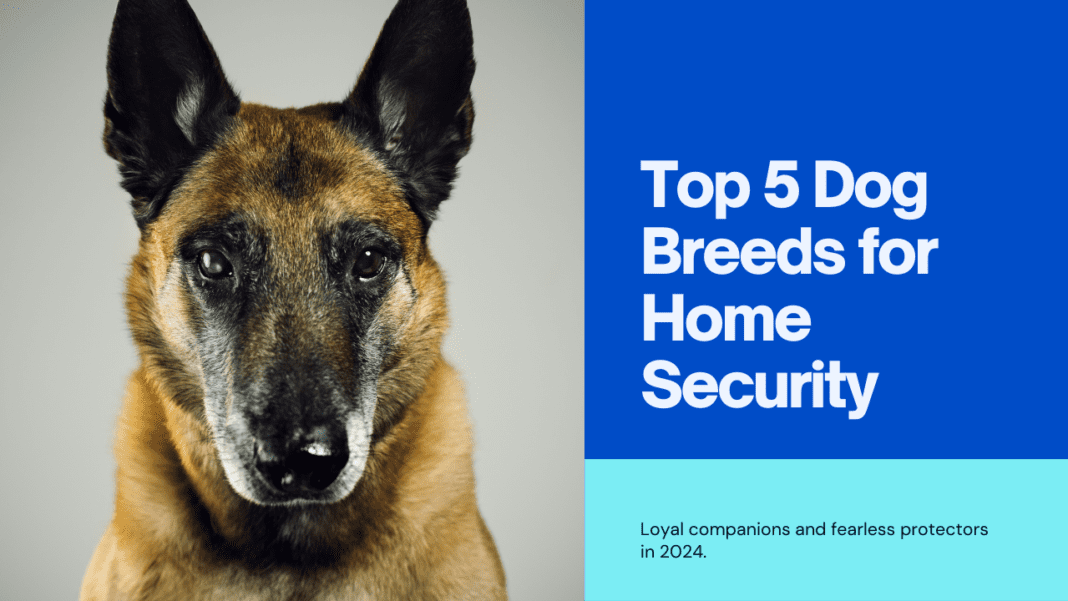 Top 5 Dog Breeds for Home Security: Loyal Companions and Fearless ...