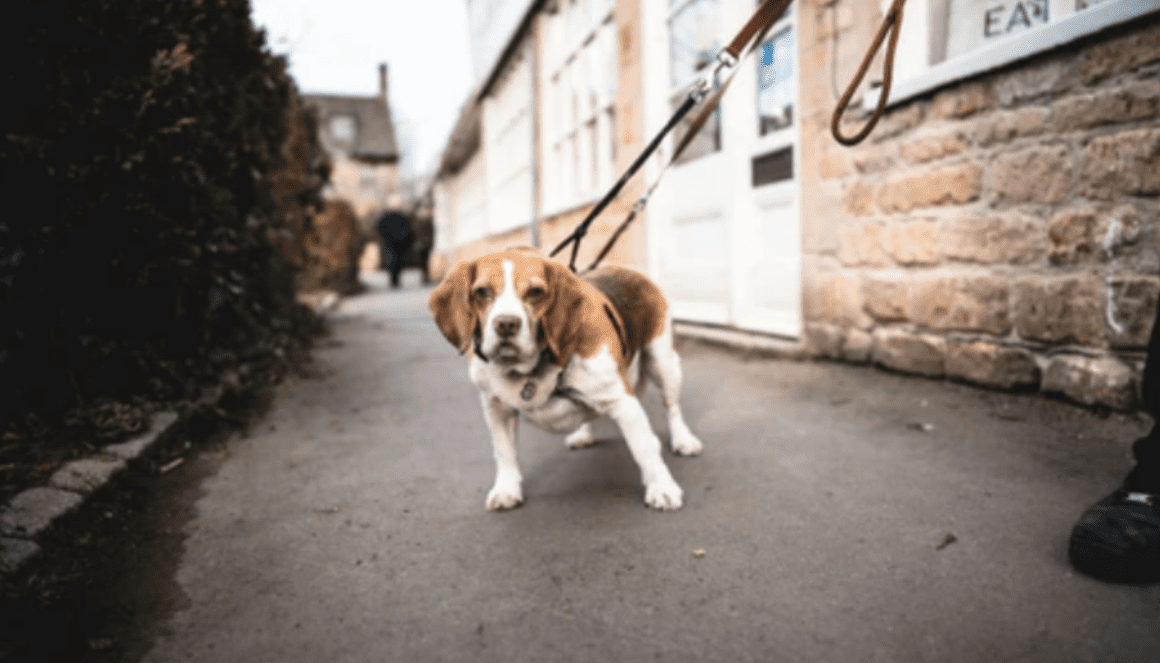 Effective Training Techniques for Stubborn Dogs