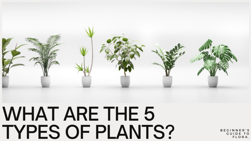 What are the 5 Types of Plants? A Beginner's Guide to the Wonderful ...