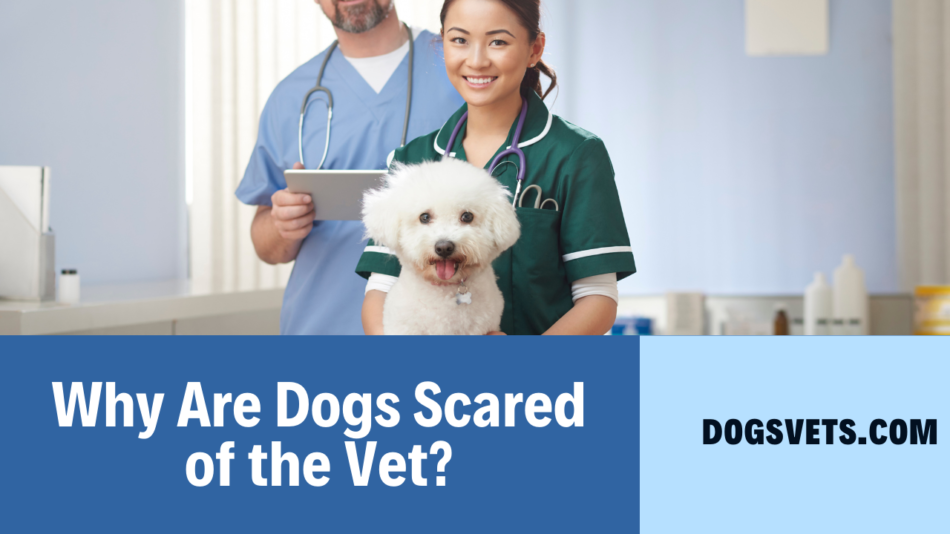 Why Are Dogs Scared of the Vet? Decoding Your Pup's Fear and Making ...
