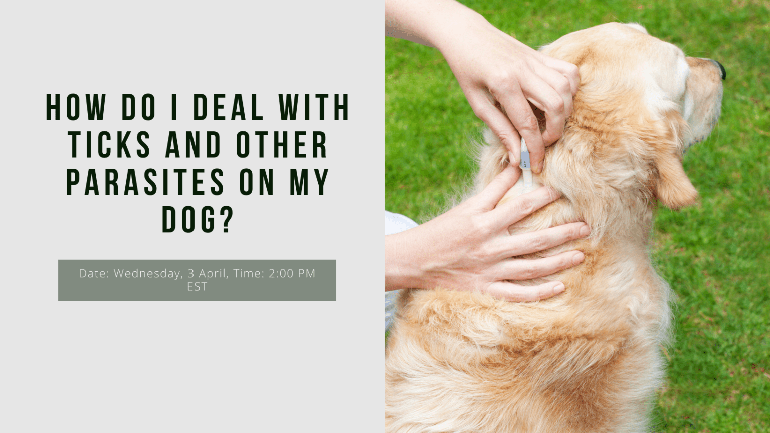 Florida tick identification chart - corpgugl