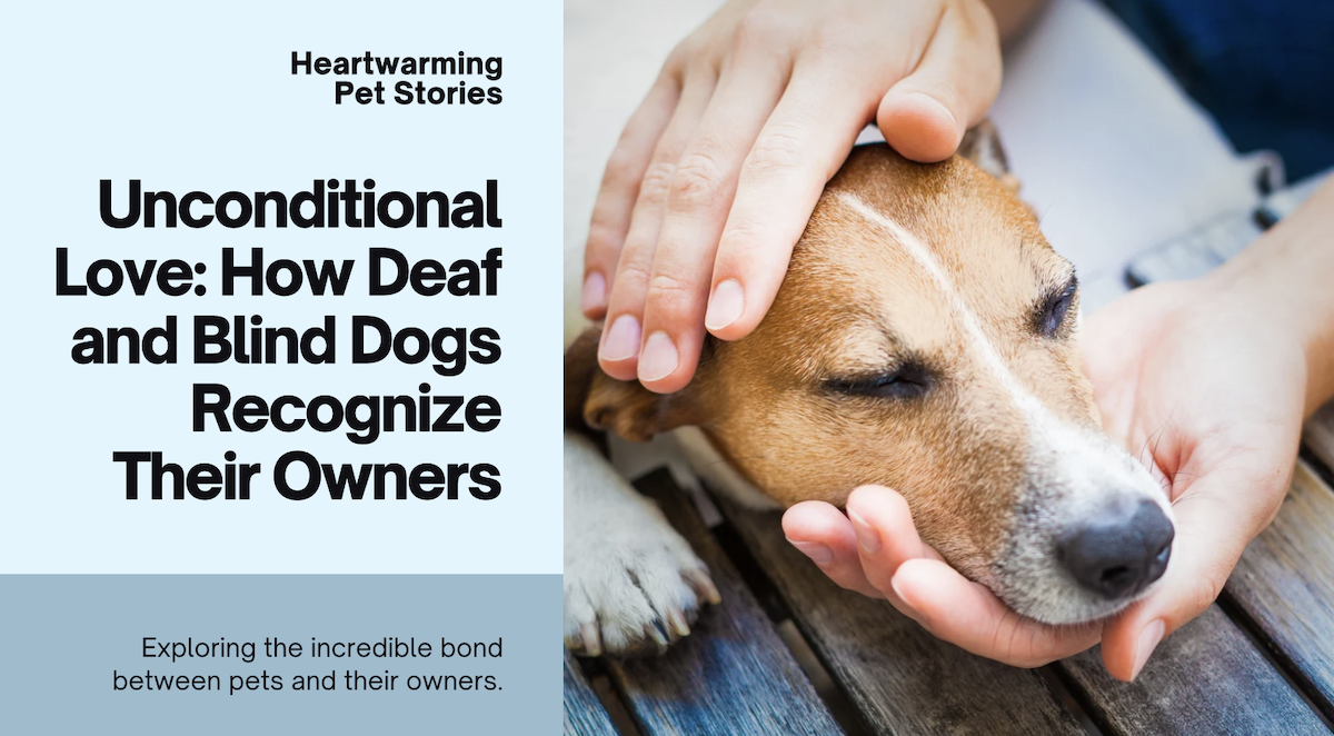 How Do Deaf And Blind Dogs Recognize Their Owners? A Guide To Their ...