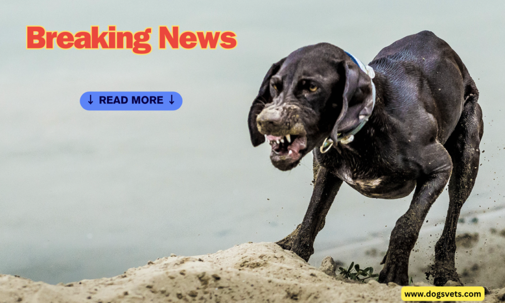 Top 193 Most Popular Dog Breeds in 2021 - DogsVets.com