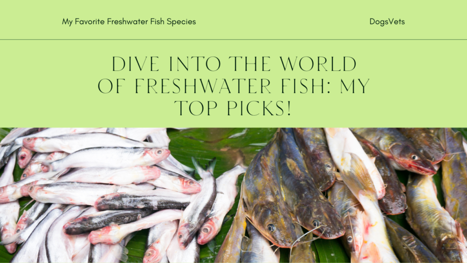 Dive into the World of Freshwater Fish: My Top Picks! | 2024