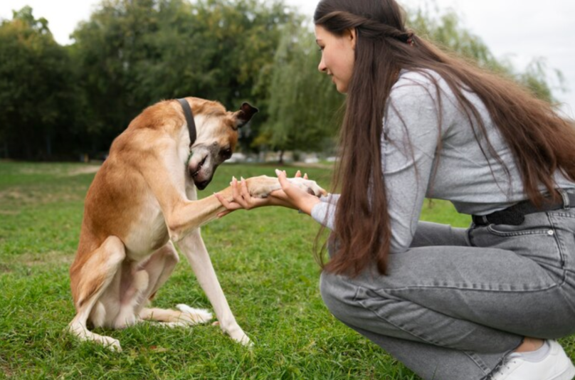 Understanding Dog Behavior: Common Signals and What They Mean