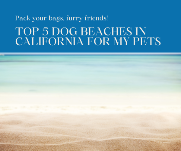 Las 5 mejores playas para perros en California para mis mascotas | 2024