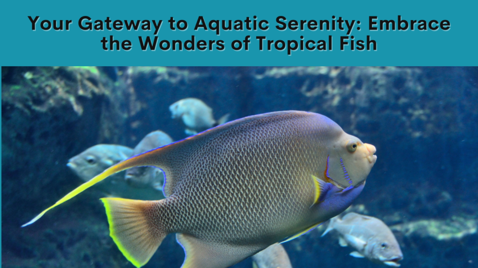Embrace the Wonders of Tropical Fish | 2024