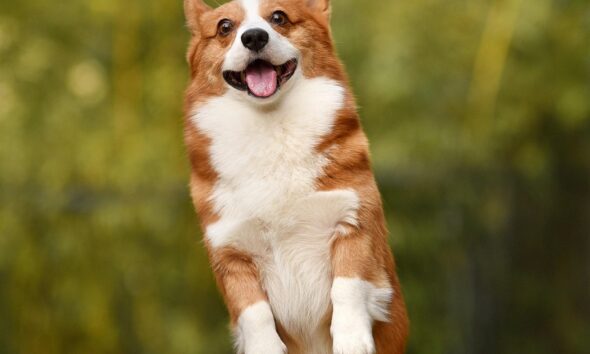 Top 193 Most Popular Dog Breeds in 2021 - DogsVets.com