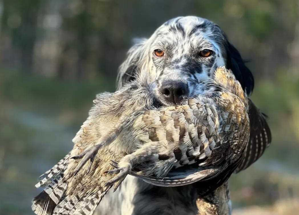 Bird Dog Training: Single vs. Multiple Species