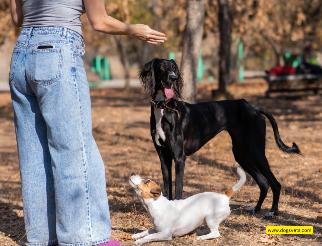 Kazakh Scientists Uncover Genetic Secrets of the Tazy Hunting Dog Breed