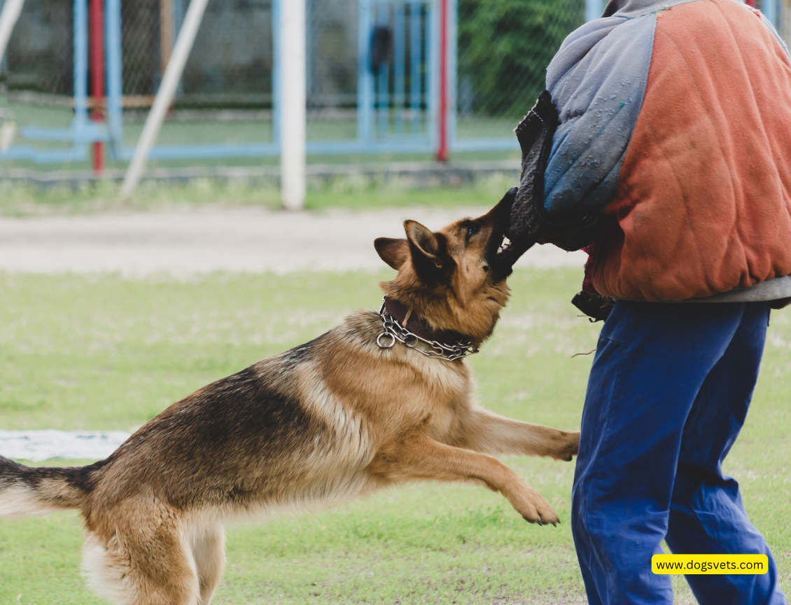 Reasons for Rough Dog Paws |2024