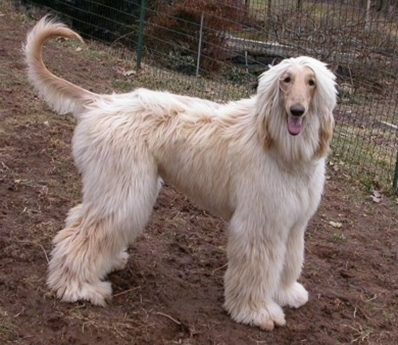 Afaird：阿富汗獵犬和伯瑞德混合狗品種指南