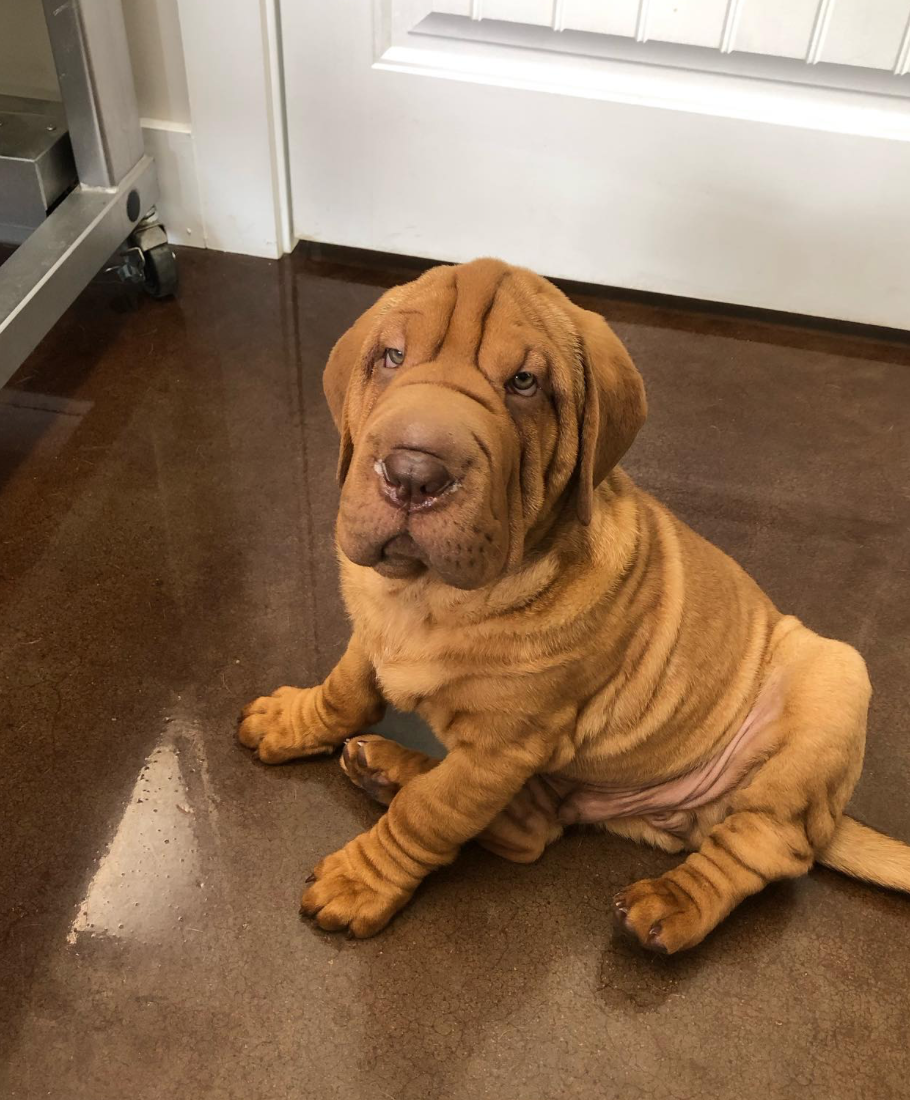 Ba Shar Dog Breed (Basset Hound & Shar Pei Mix) Info & Traits | 2025