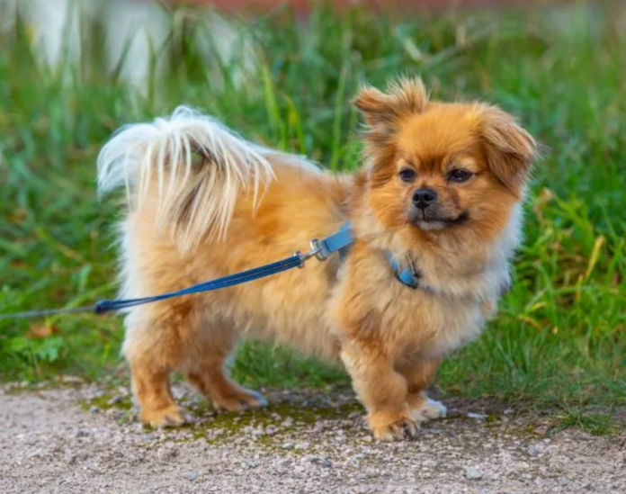 150+ Dog Breeds From A to Z - Complete List (With Info & Photos)