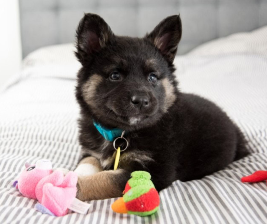 150+ Dog Breeds From A to Z - Complete List (With Info & Photos)