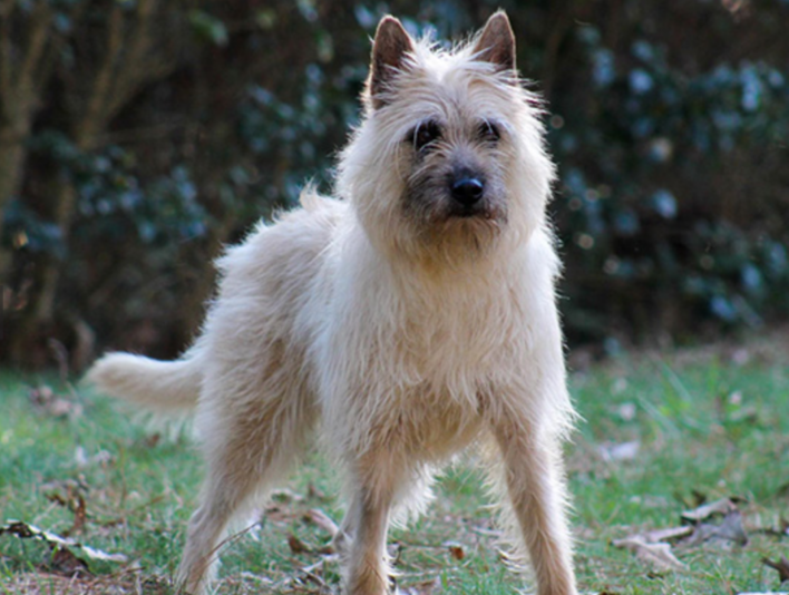 Bouvier des Ardennes Dog Breed: The Playful and Hardy Herding Dog