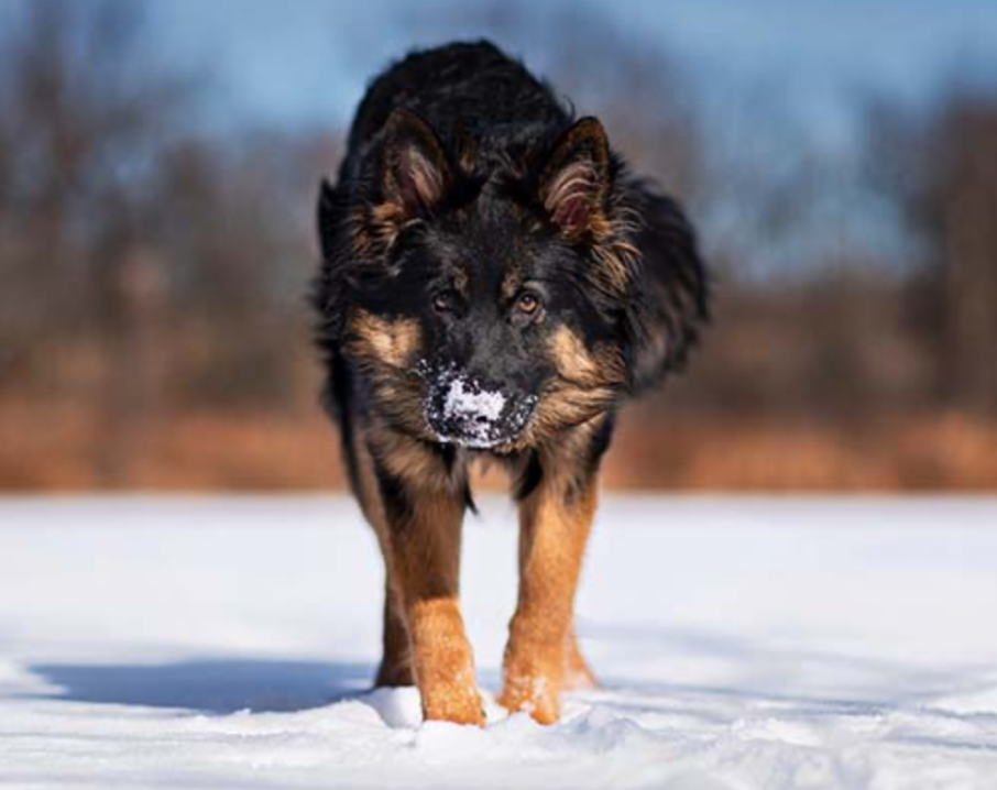 Bohemian Shepherd Dog Breed: Loyal Companion