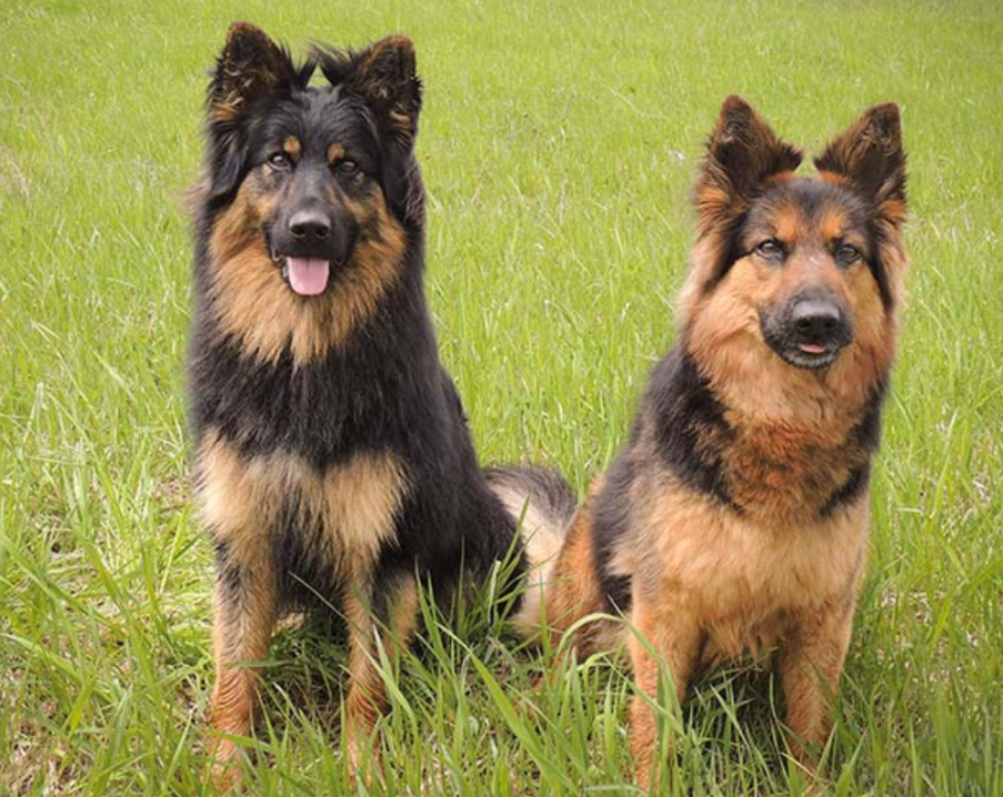 Bohemian Shepherd Dog Breed: Loyal Companion