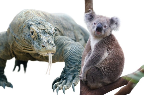 What Animal Has The Lowest IQ? (10 Examples) | 2025