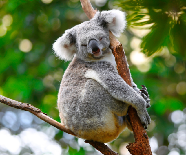 What Animal Has the Lowest IQ? (10 Examples)