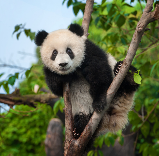 What Animal Has the Lowest IQ? (10 Examples)