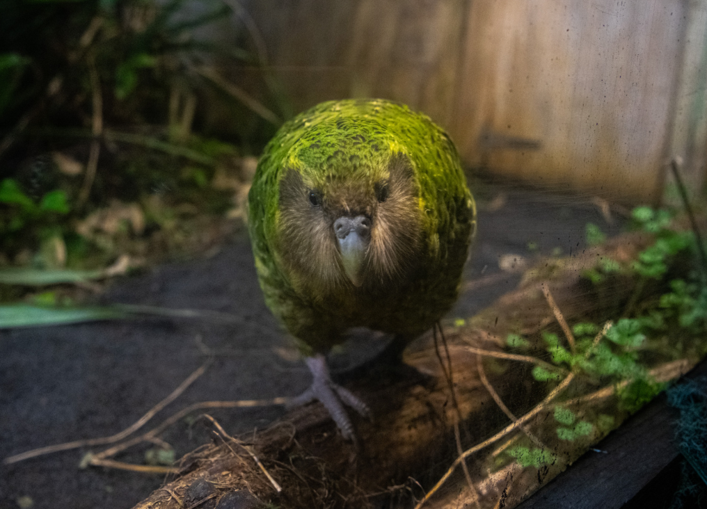 What Animal Has the Lowest IQ? (10 Examples)
