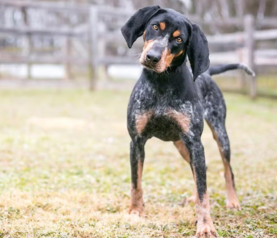 Bluetick Coonhound Dog Breed: A Comprehensive Guide | 2025