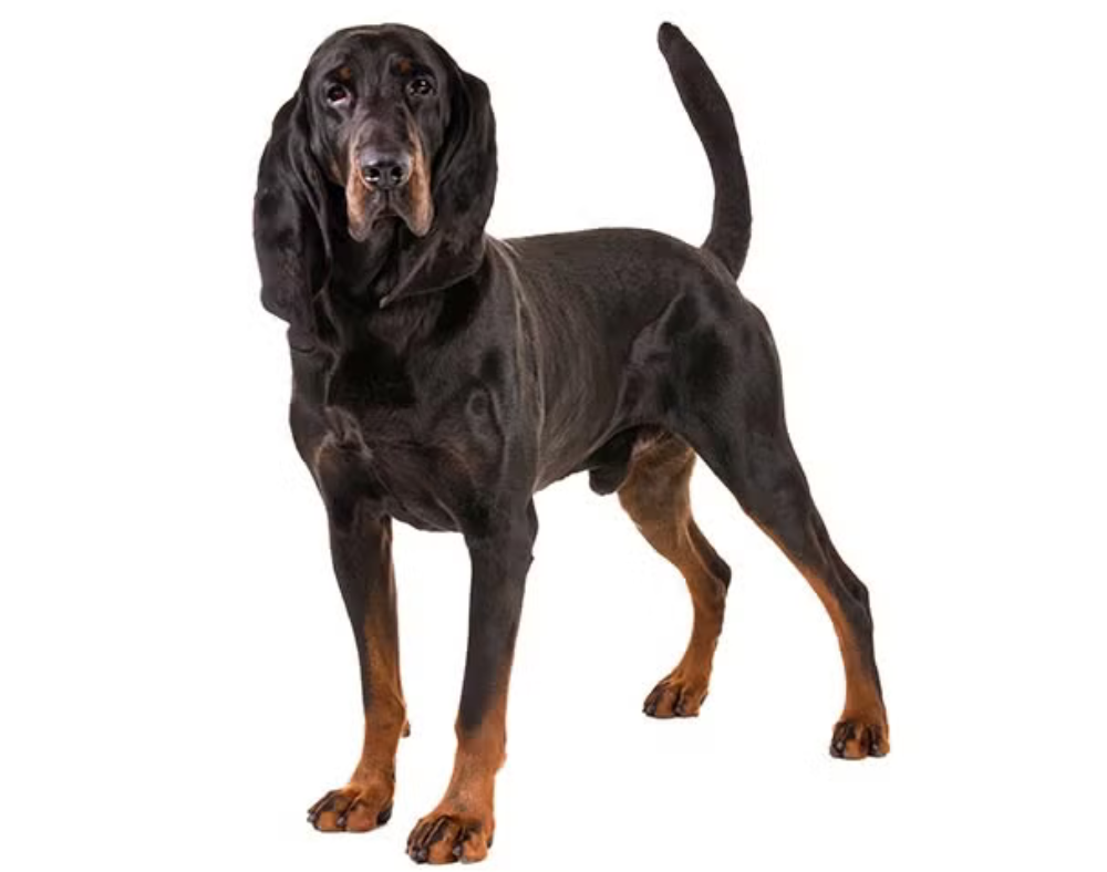 Black and Tan Coonhound Dog Breed: The All-American Hound