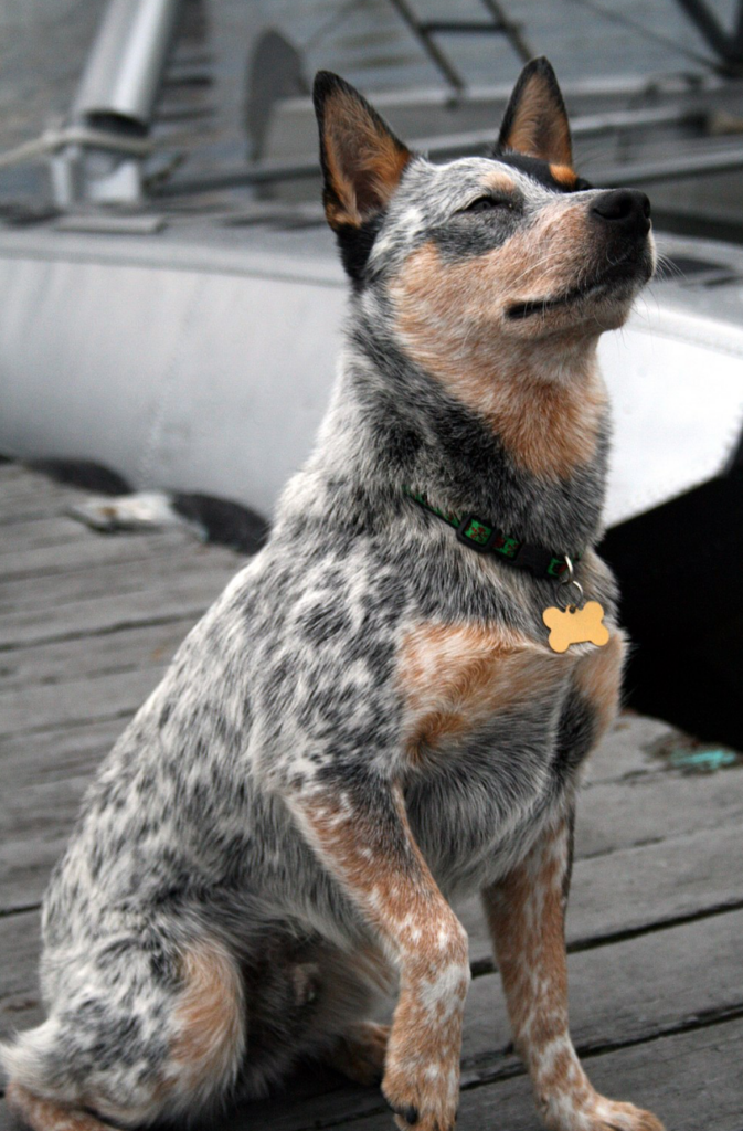 Top 5 Oldest Living Dogs in the World: A Celebration of Canine Longevity