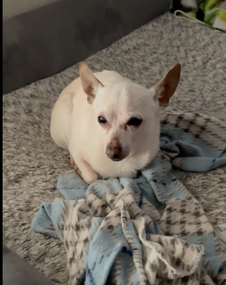 Top 5 Oldest Living Dogs in the World: A Celebration of Canine Longevity