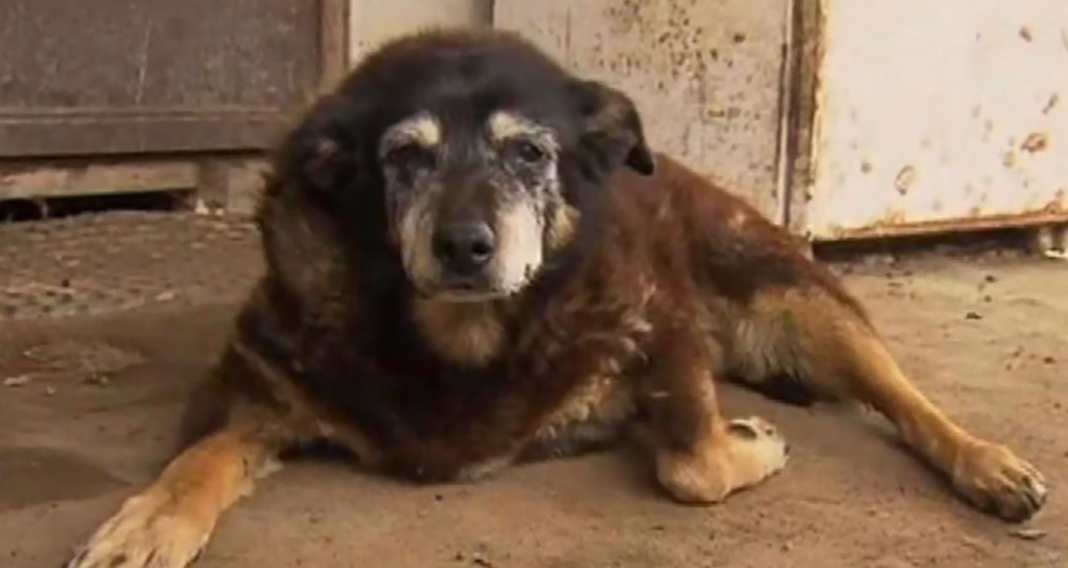 Top 5 Oldest Living Dogs in the World: A Celebration of Canine Longevity