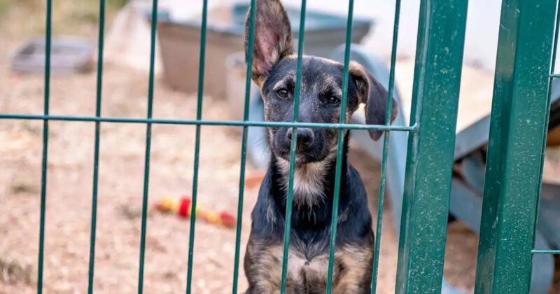 Over 60 Dogs Rescued from Extreme Neglect in Pennsylvania Home